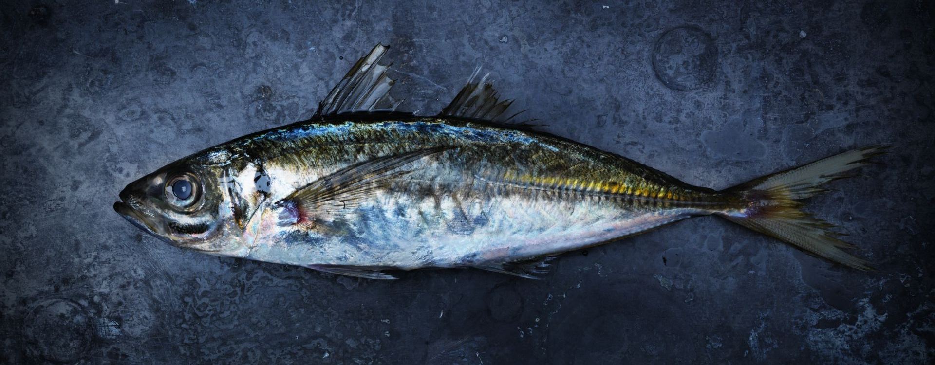 Common Jack Mackerel | FRDC